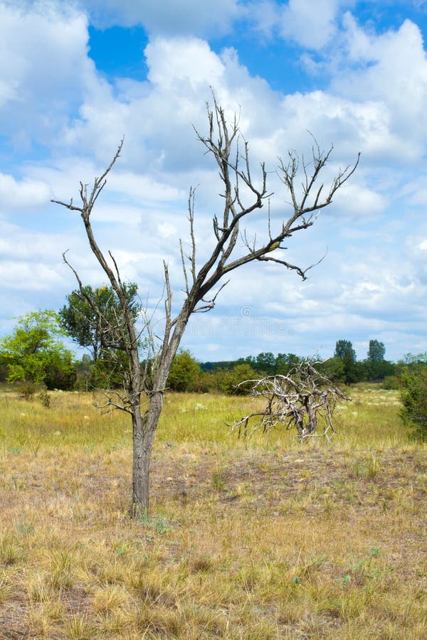 Dried dead tree stock photo. Image of rural, brown, colorful - 28676748