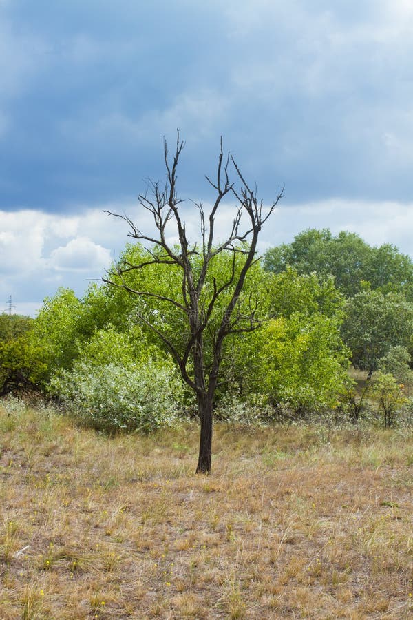 Dried dead tree stock image. Image of outdoor, foliage - 28677101