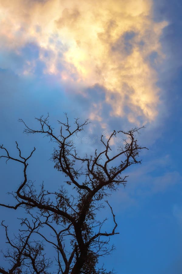Dried Dead Tree Against a Beautiful Sky Stock Image - Image of dead ...