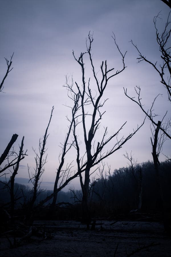 Dried dead tree in nature stock image. Image of dutch - 36952777