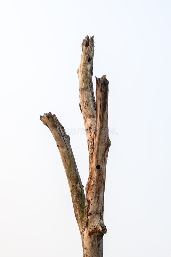Dried Dead Tree Stem on White Background Close Up Stock Photo - Image ...
