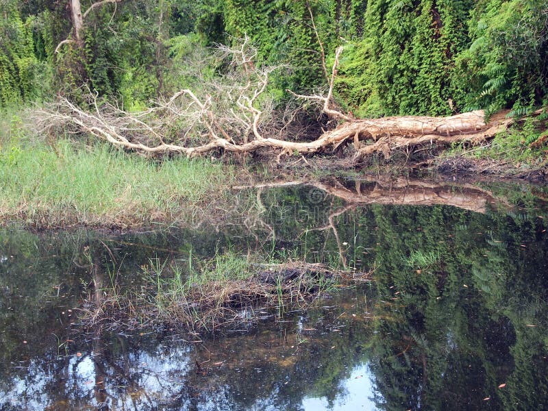 Dried dead trees stock image. Image of grey, life, cold - 55916239