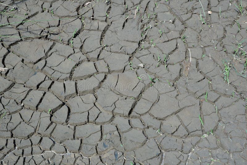 Dried dirt or mud stock photo. Image of drought, grass - 211122598