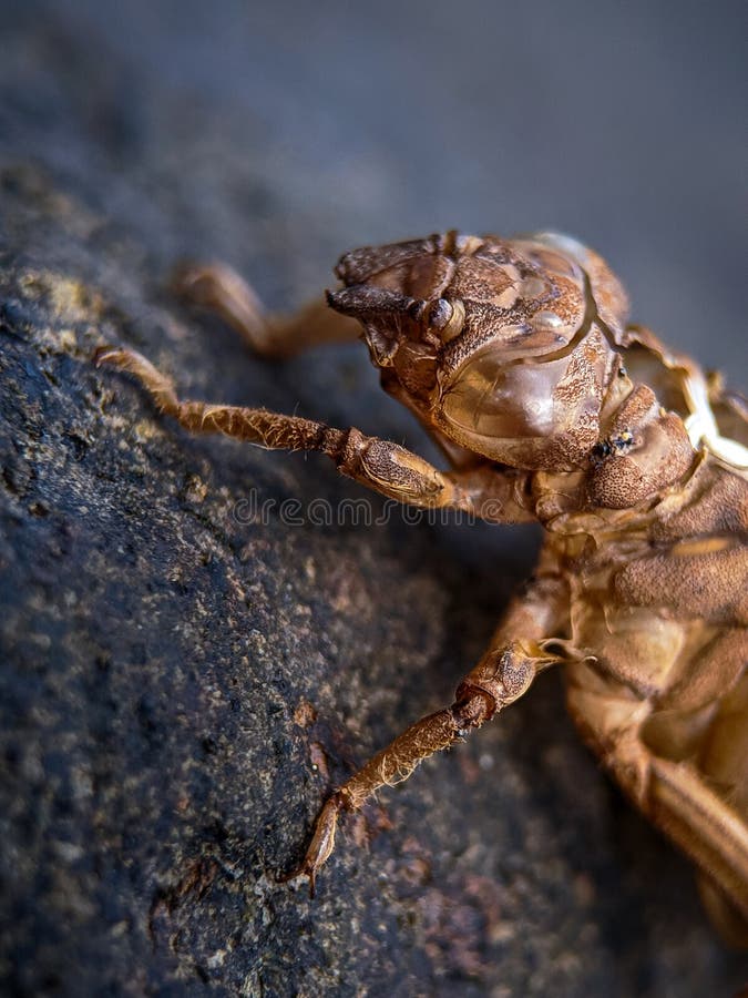A dried dragonfly shell stock photo. Image of amphibian - 343483192