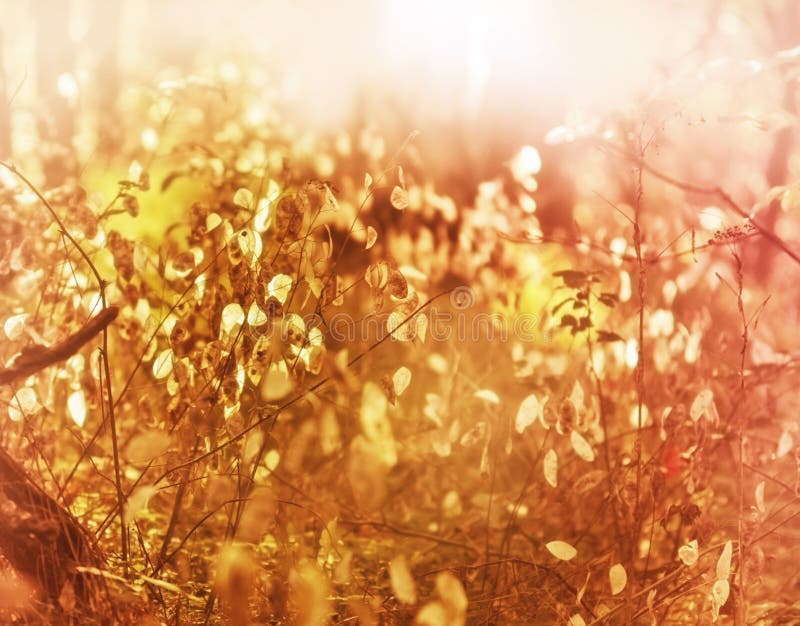Dried-dry Plants in the Forest Stock Photo - Image of idyllic, fall ...