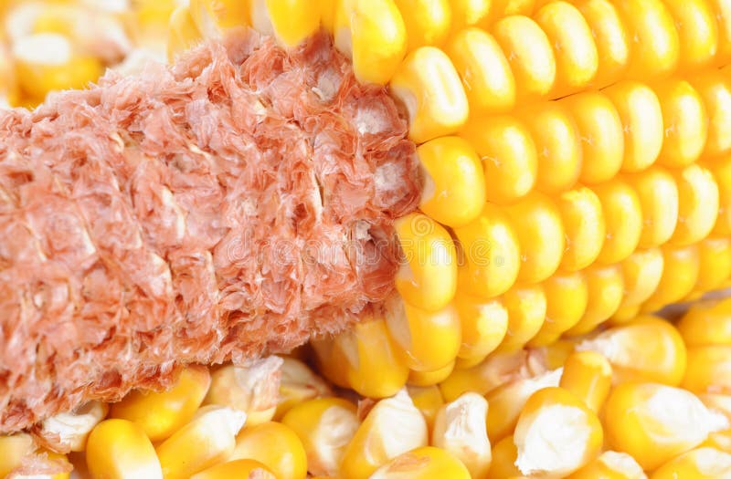 Dried ear of corn stock image. Image of grain, fresh - 21457989