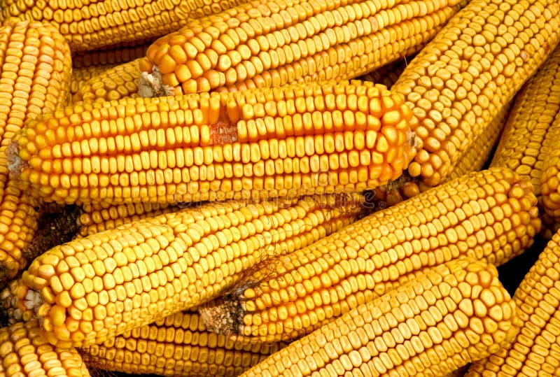 Dried Ears of Corn stock photo. Image of fall, harvest - 1689832