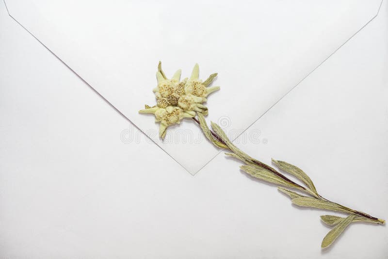 Dried Edelweiss on Envelope Stock Photo - Image of paper, happiness ...