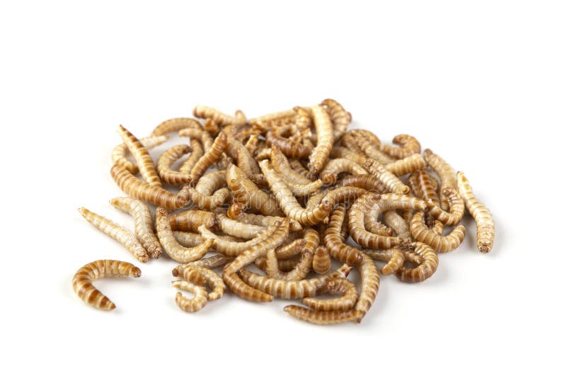 Buffalo Worms Stock Photos - Free & Royalty-Free Stock Photos from ...
