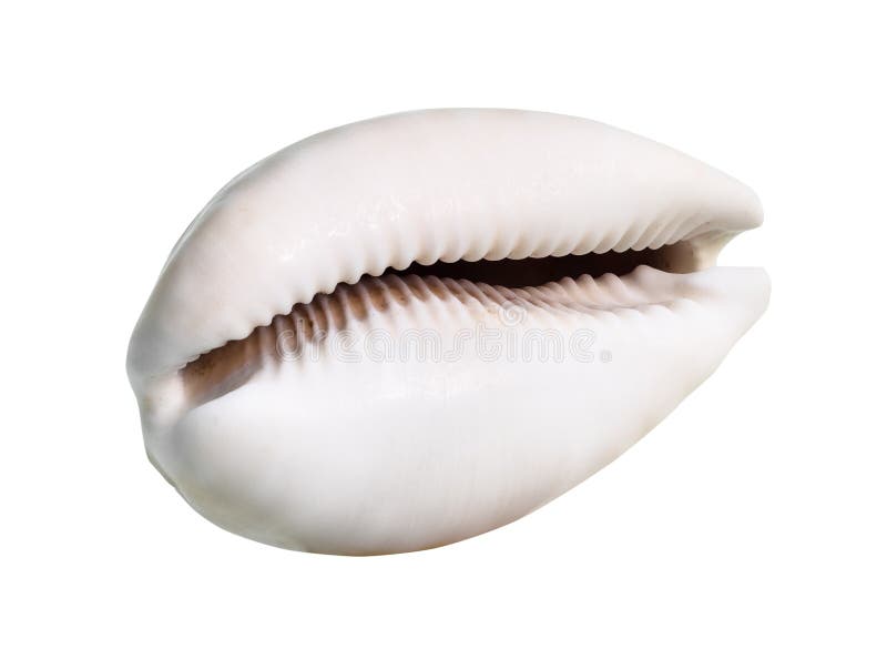 Pink Shell stock photo. Image of seaside, beach, sand - 25122004