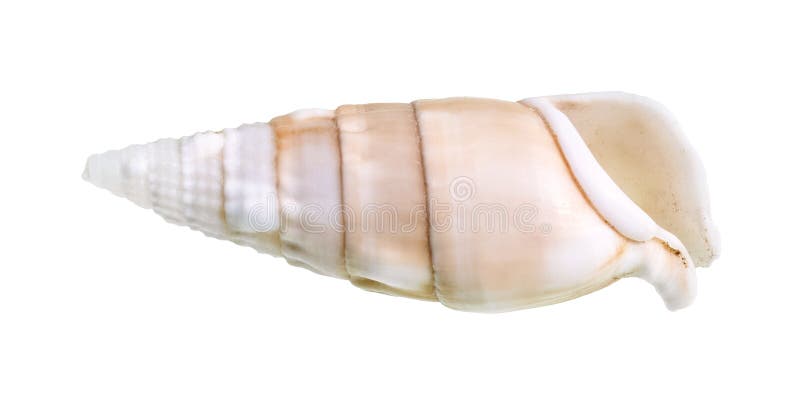 Dried Empty Pink Shell of Cowry Cutout on White Stock Image - Image of ...