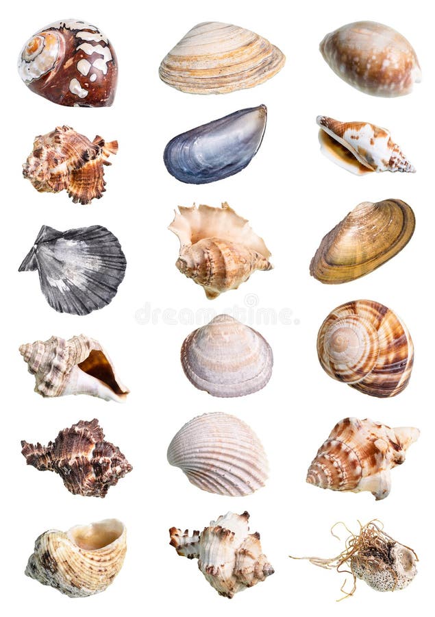 Dried Empty Shell of Whelk Mollusk Cutout on White Stock Image - Image ...