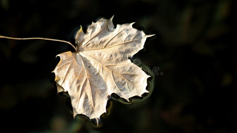 Dried Faded Maple Leaf Floating Surface Calm Waters Stock Photos - Free ...