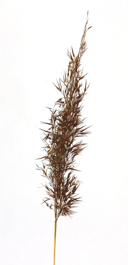 Dried Fall Leaves of Feather Grass Plants Isolated Elements on W Stock ...