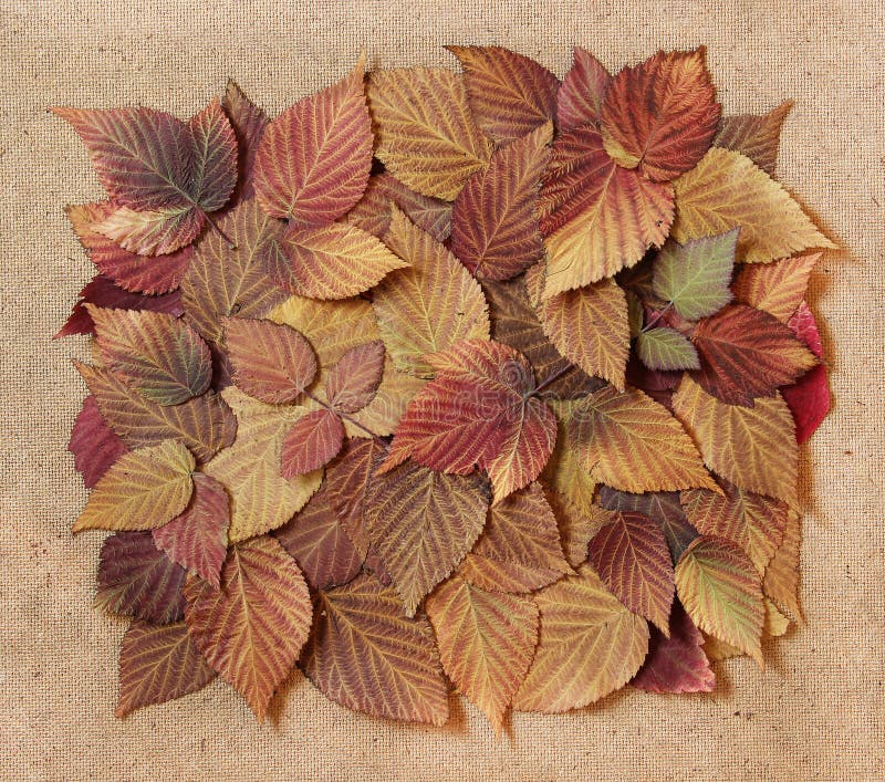 Dried Fall Leaves Of Plants, Elements Raspberry Leaves Laid Out Stock ...