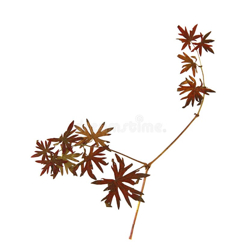 Dried Fall Leaves of Red Weed Plants Isolated Elements on White Stock ...