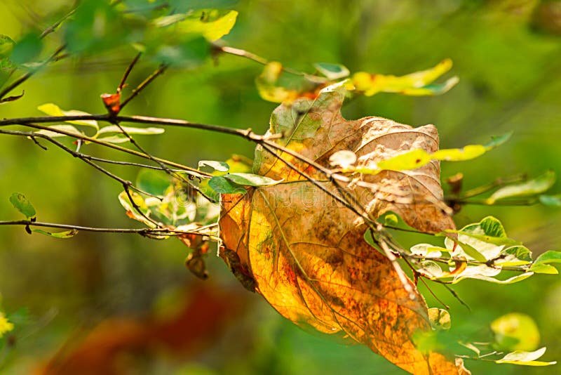 Dried Fall Maple Leaf Resting on Green Stems of Bush Stock Image ...
