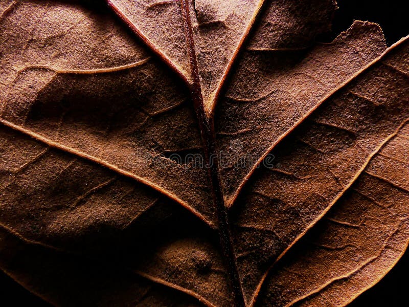 Dried fallen brown leaf stock image. Image of sharp - 235588585