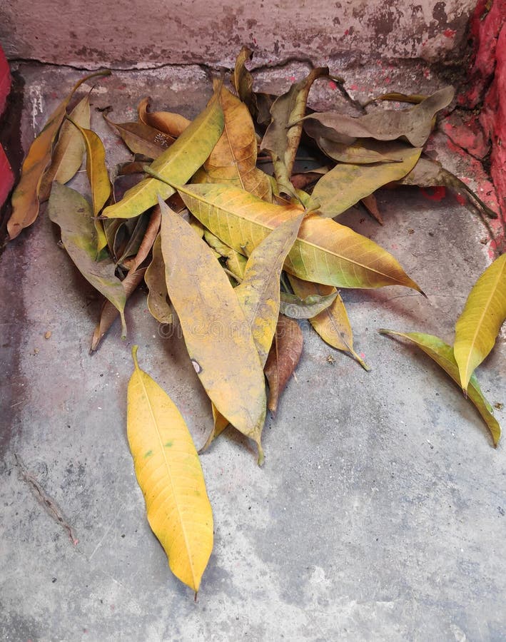 Dried fallen mango leaves stock image. Image of tree - 270437231