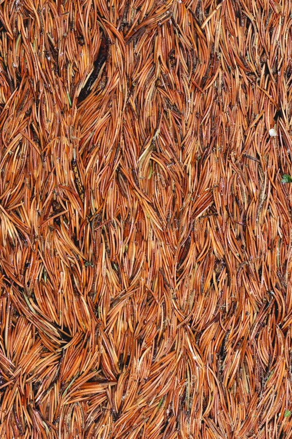 Dried and Fallen Pine Needle Texture Stock Image - Image of textured ...