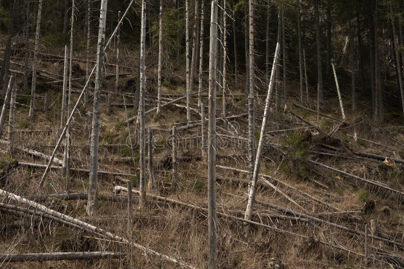 Dried and Fallen Trees in the Mountains, Climate Change, Environmental ...
