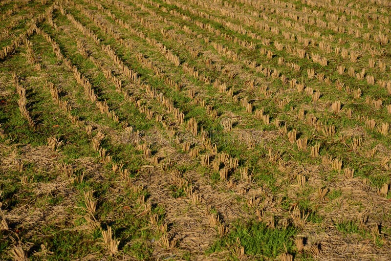 Dried Farmland and Rice Tree. Stock Image - Image of farmland, growth ...