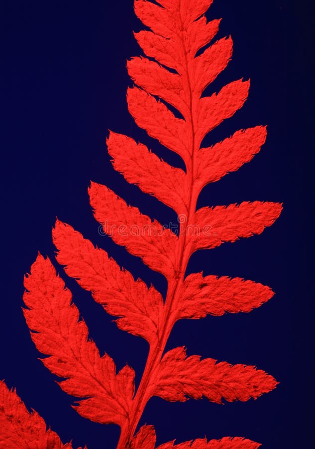 Red fern texture stock image. Image of material, flora - 148821