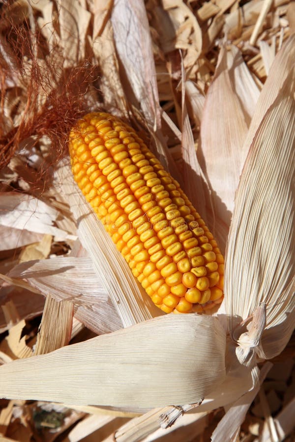 Dried Field Corn on the Cob Stock Photo - Image of cereal, silk: 11576144