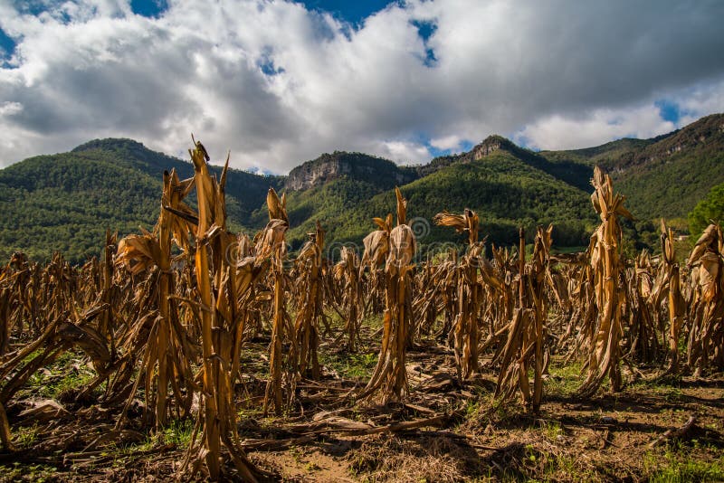 Dried field stock image. Image of leaf, farming, food - 31777201