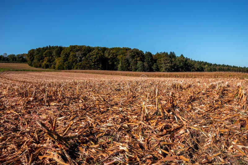 Dried Field Under the Sun with the Bright Blue Sky in the Background ...