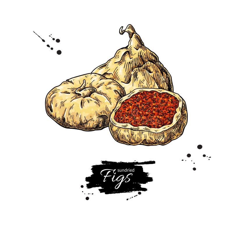 Dried Fig Vector Drawing. Hand Drawn Dehydrated Fruit Illustration ...