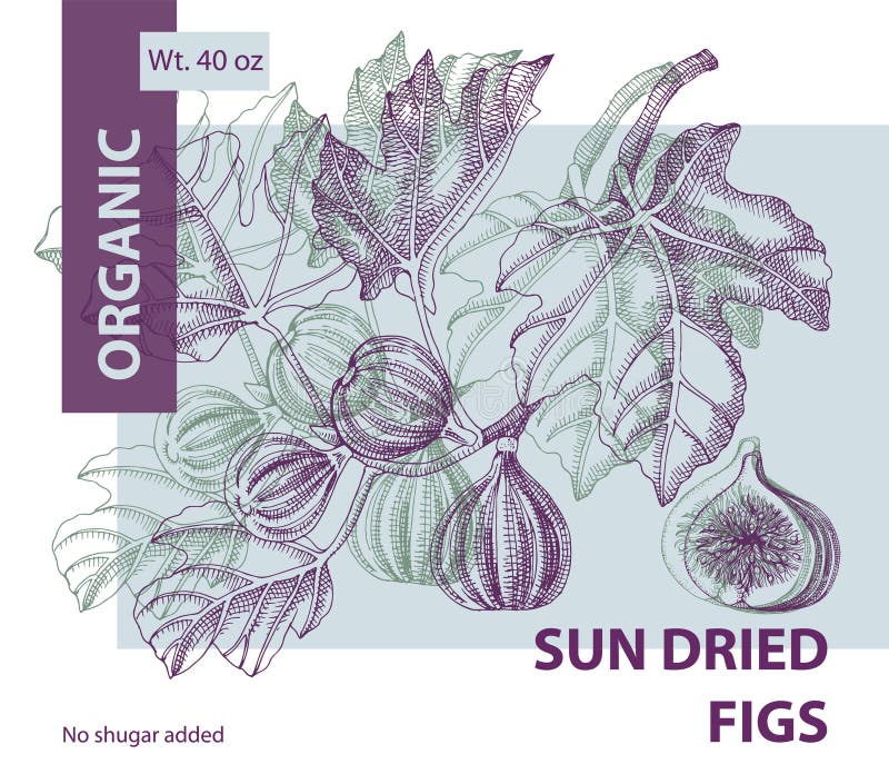 Dried Figs Label Design with Fig Branch Stock Vector - Illustration of ...