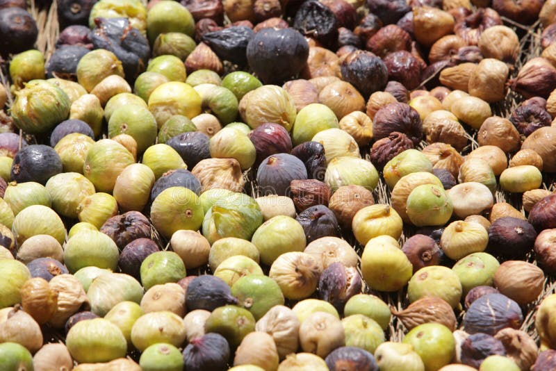 Dried Figs, Dried Soft Figs from Morocco, Taberrant. Stock Photo ...
