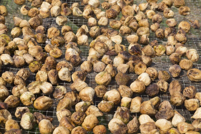 Dried figs on the sun stock image. Image of drying, seed - 77599073
