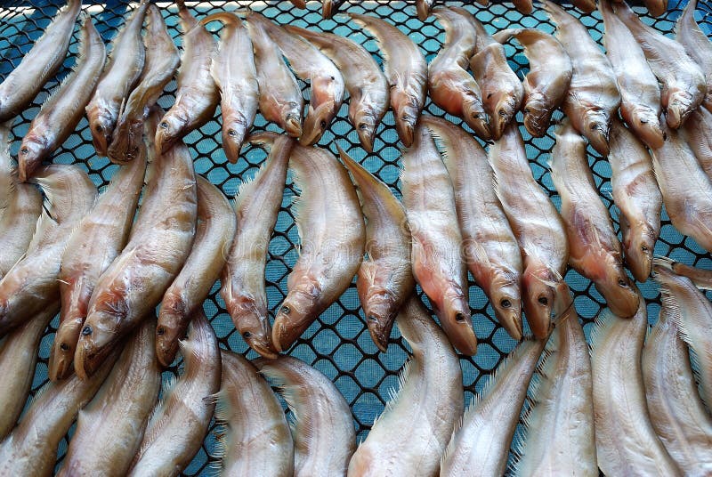 Dried fish stock photo. Image of korean, cooking, cooked - 22007216