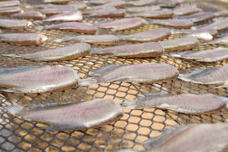 Dried fish. stock photo. Image of dehidrated, healthy - 22534104