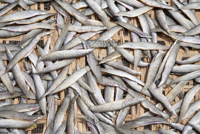 Dried fish stock image. Image of animals, drying, animal - 22957335
