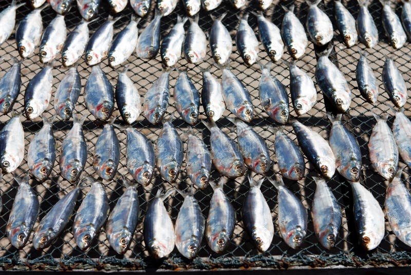 Dried fish stock image. Image of fish, animal, seafood - 23507323