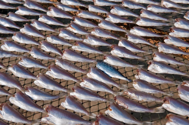 Dried fish. stock photo. Image of cutting, preserved - 23866834