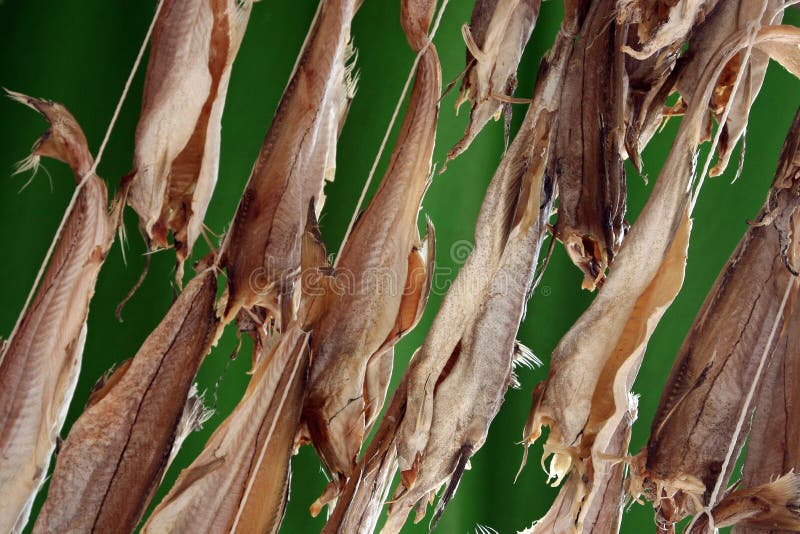 Dried fish stock photo. Image of food, cleaned, marine - 28438944