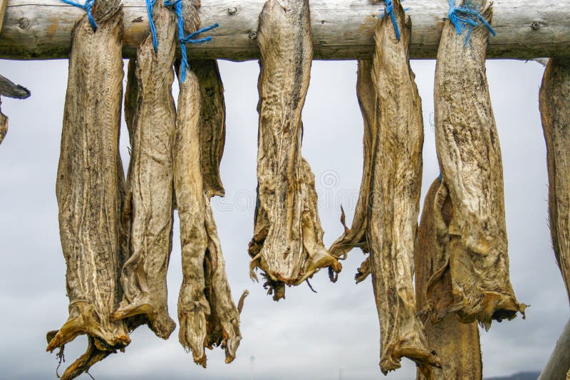 Dried monkfish stock image. Image of fresh, healthy, seadevil - 2993543