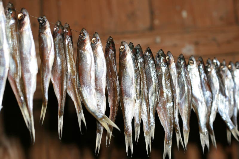 Dried fish stock image. Image of seafood, indoor, dried - 5181073