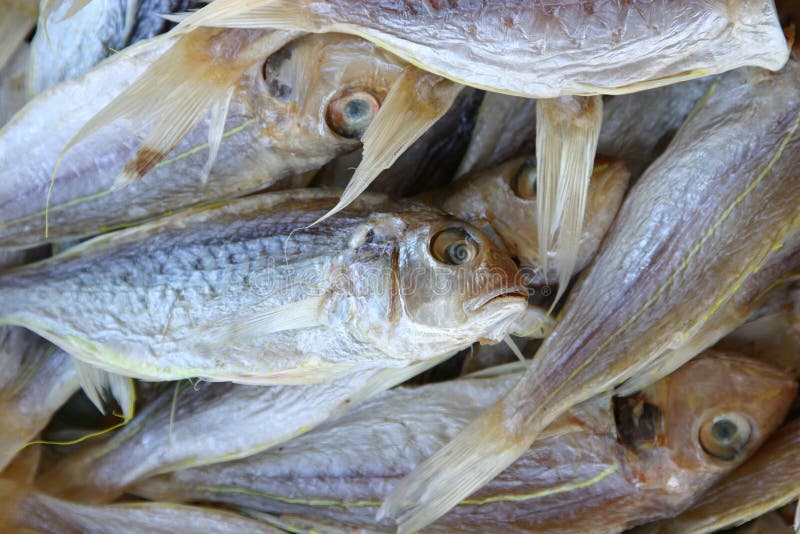 Dried fish stock photo. Image of kong, hong, fish, preserved - 7237224