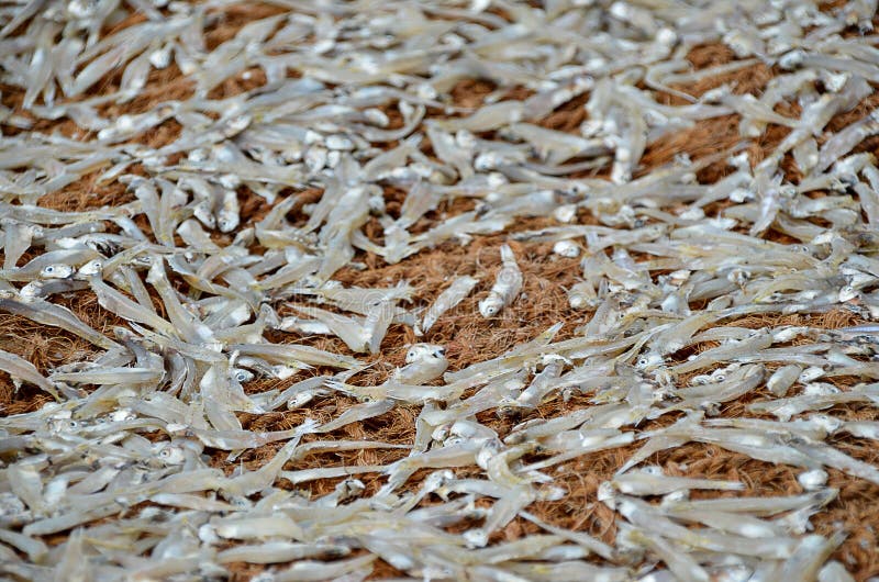 Dried Fish on the Beach in Tropical Summer Stock Photo - Image of ...