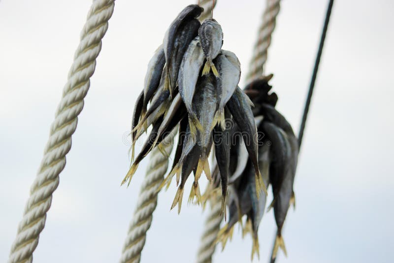Dried fish stock image. Image of ship, food, ukraine - 46724743