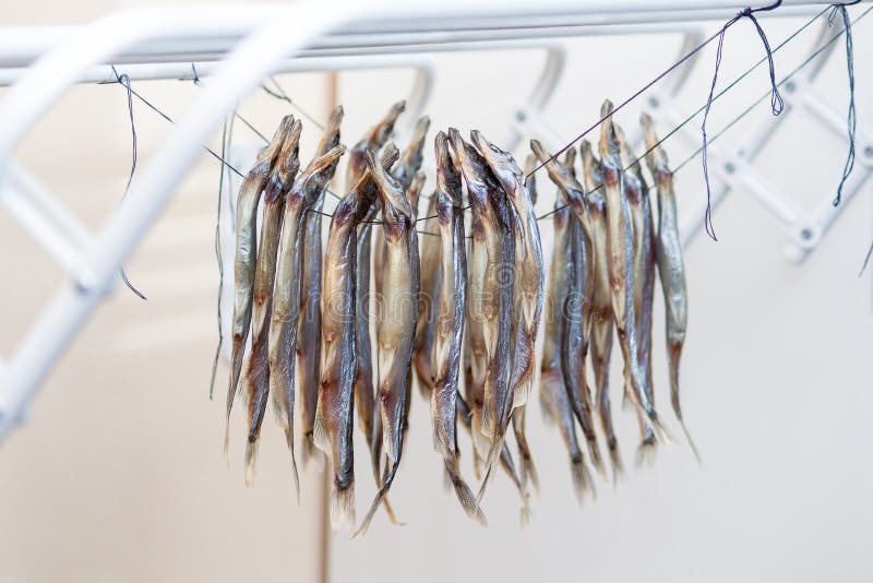 Dried Fish Capelin Hanging in the Sun at Home on Balcony. Beer Snacks ...
