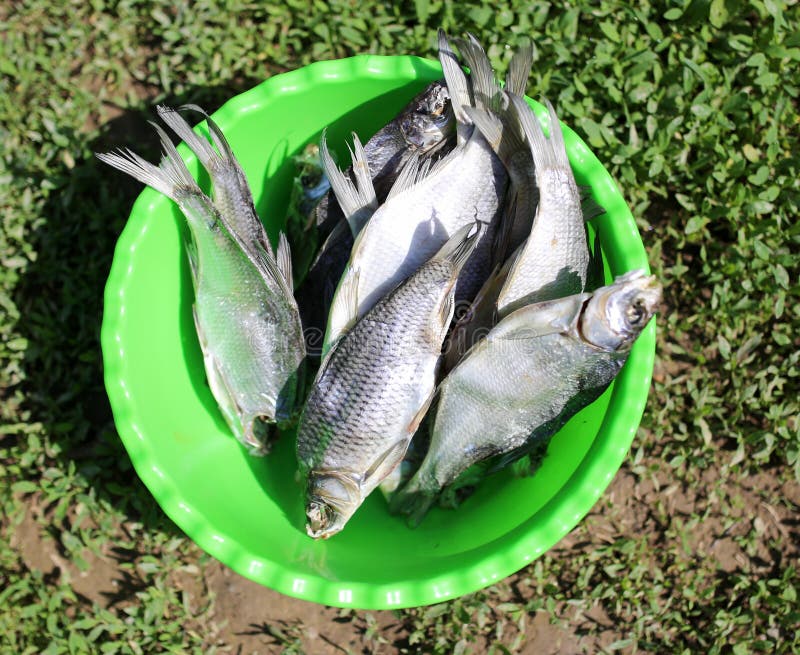 Dried Fish in a Cup on the Nature Stock Photo - Image of glass, meal ...
