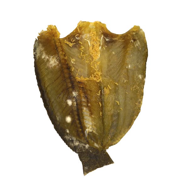 Dried fish stock image. Image of dried, health, rancid - 104567763
