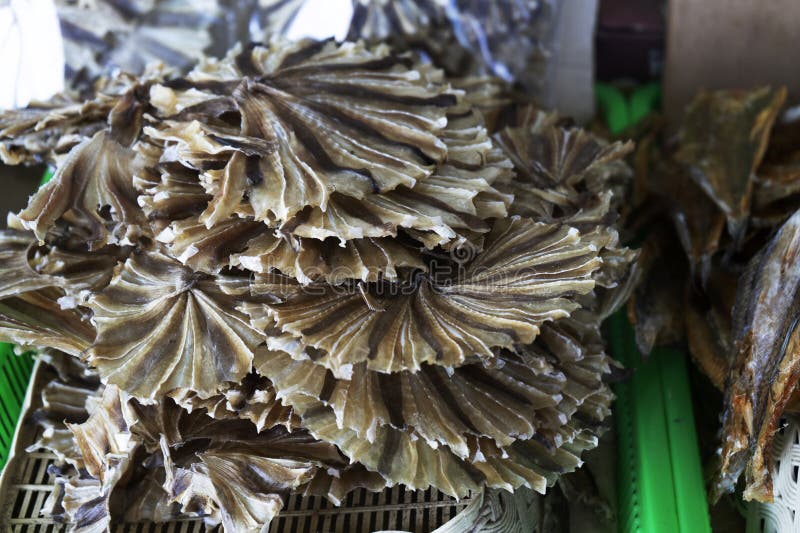 Dried fish dry in sunlight stock photo. Image of diet - 303225446