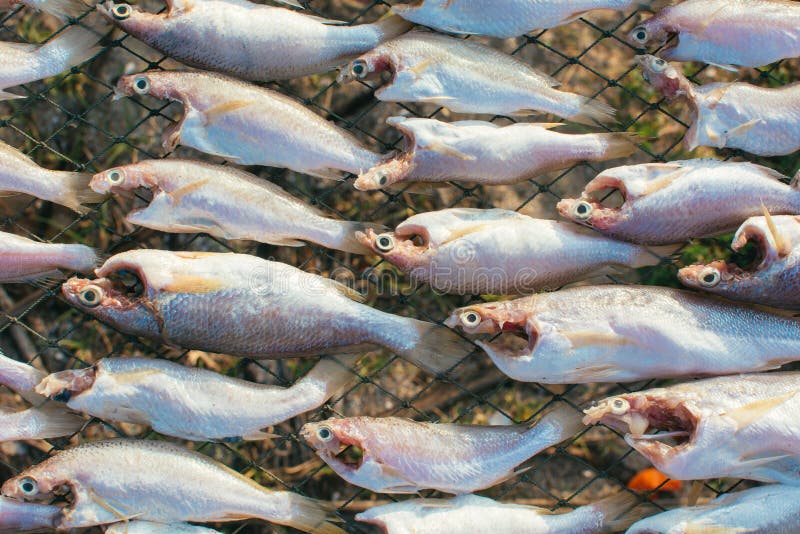 Dried fish stock image. Image of gourmet, kipper, dead - 39346115